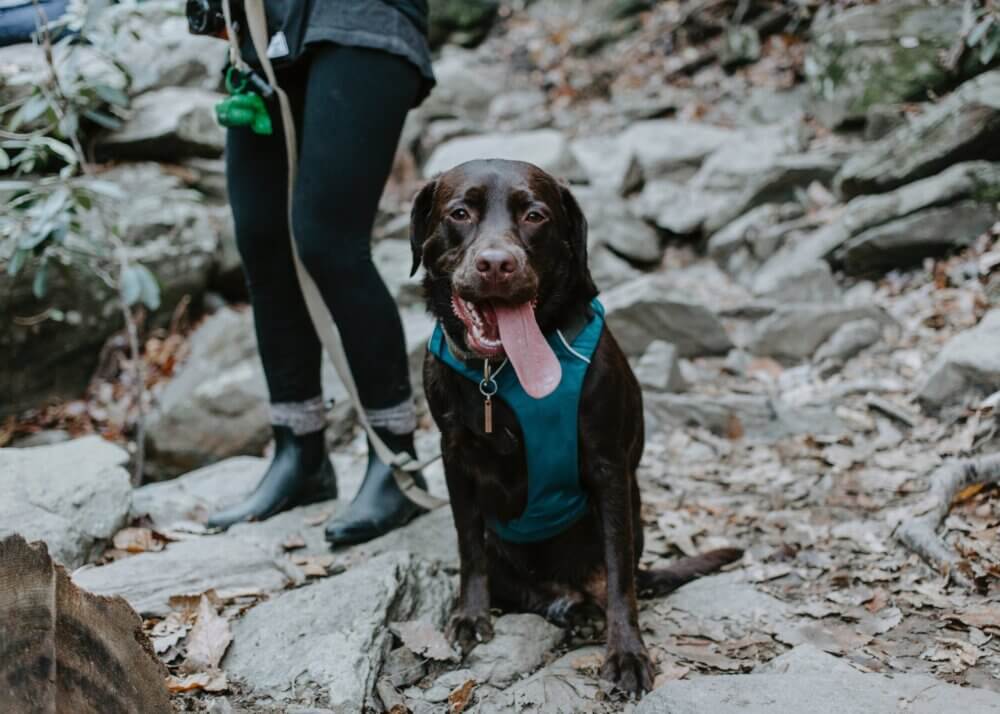 7 Simple Steps Start A Dog Training Business In 2023